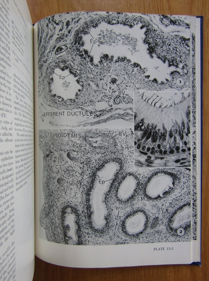 Edward J. Reith - Atlas of Descriptive Histology - Cumpără
