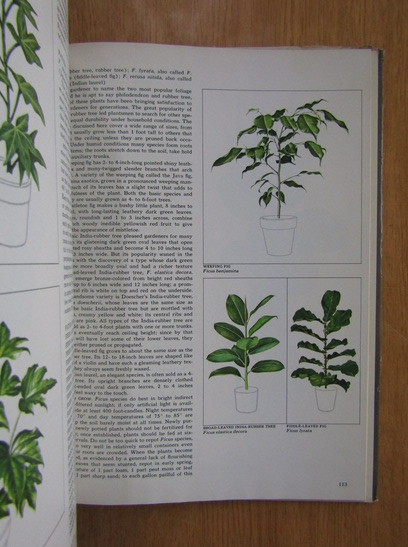 James Underwood Crockett - Foliage House Plants - Cumpără